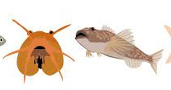 Nieuwe Maatlat Vis op basis van eDNA | Home